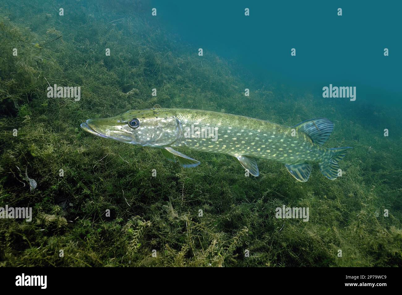 Predator in freshwaterweed (Elodea) lurking for prey, Germany Stock ...