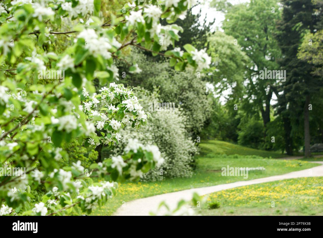 An outdoor scene featuring a wide-open grassy park with a dirt path ...