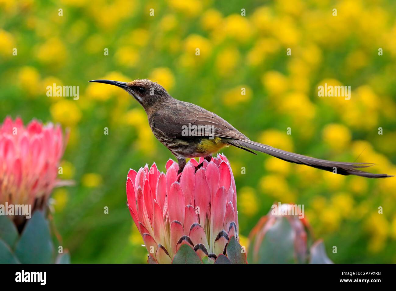 Cape sugarbird (Promerops cafer), adult, male, on flower, Protea, alert ...