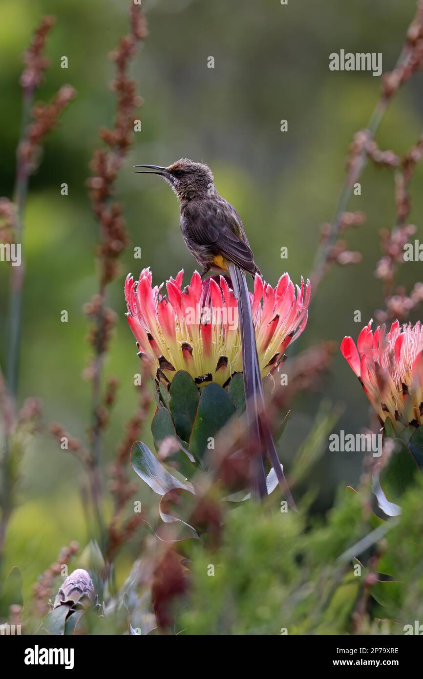 Cape sugarbird kirstenbosch botanical gardens cape town hi-res stock ...