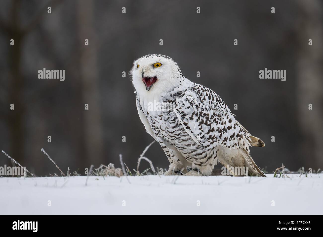 Snowy Owl with open beak. Bohemian Moravian Highland field Stock Photo ...