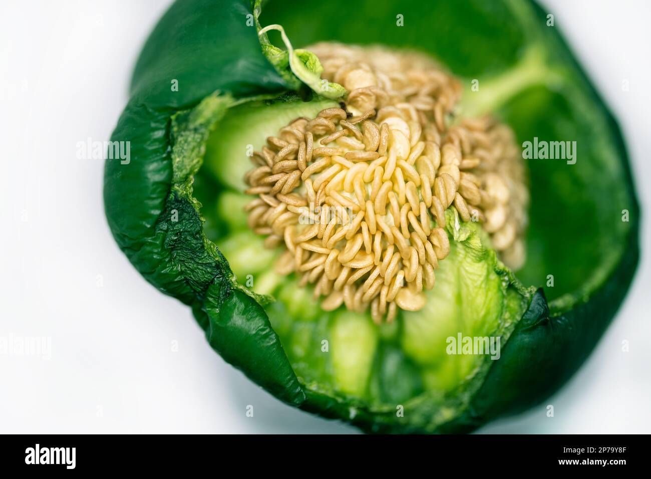 Withered green bell pepper isolated on white background. Inner walls ...
