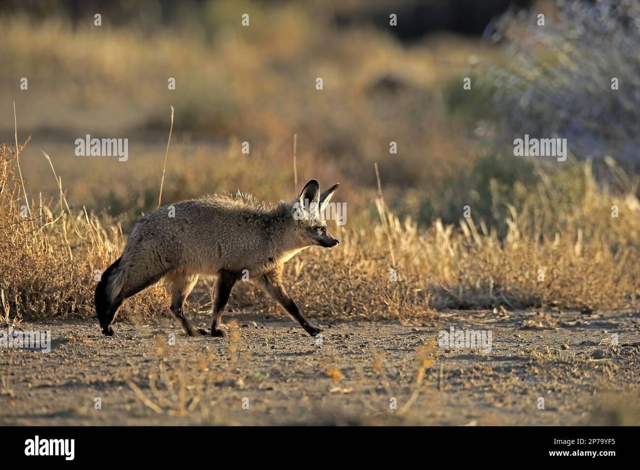 Bat-eared fox (Otocyon megalotis), adult, alert, foraging, running ...