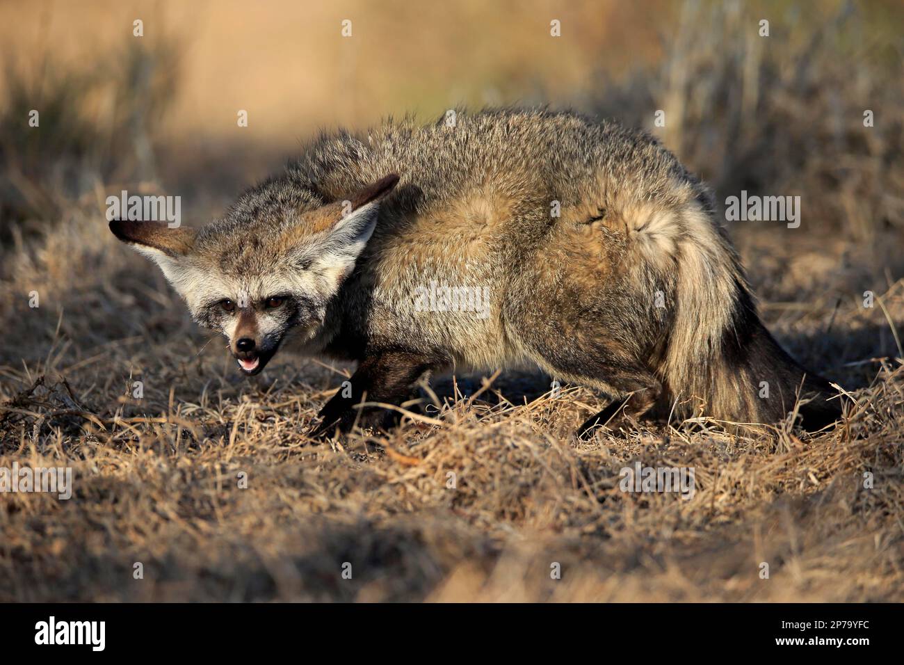 Bat-eared fox (Otocyon megalotis), adult, alert, foraging, Mountain ...