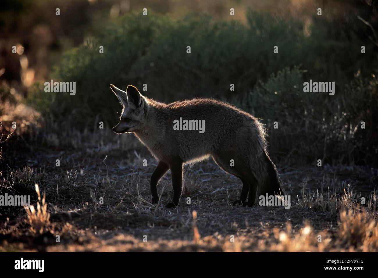 Bat-eared fox (Otocyon megalotis), adult, alert, Mountain Zebra ...
