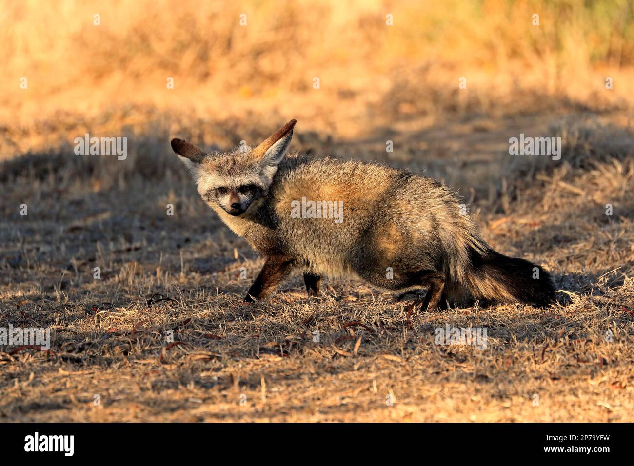 Bat-eared fox (Otocyon megalotis), adult, alert, foraging, Mountain ...