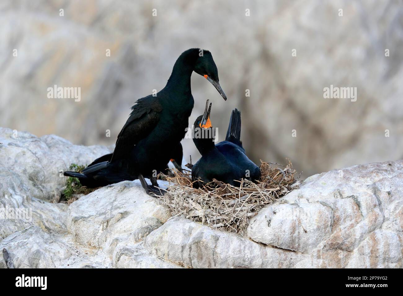 Two cape cormorants on rocks hi-res stock photography and images - Alamy