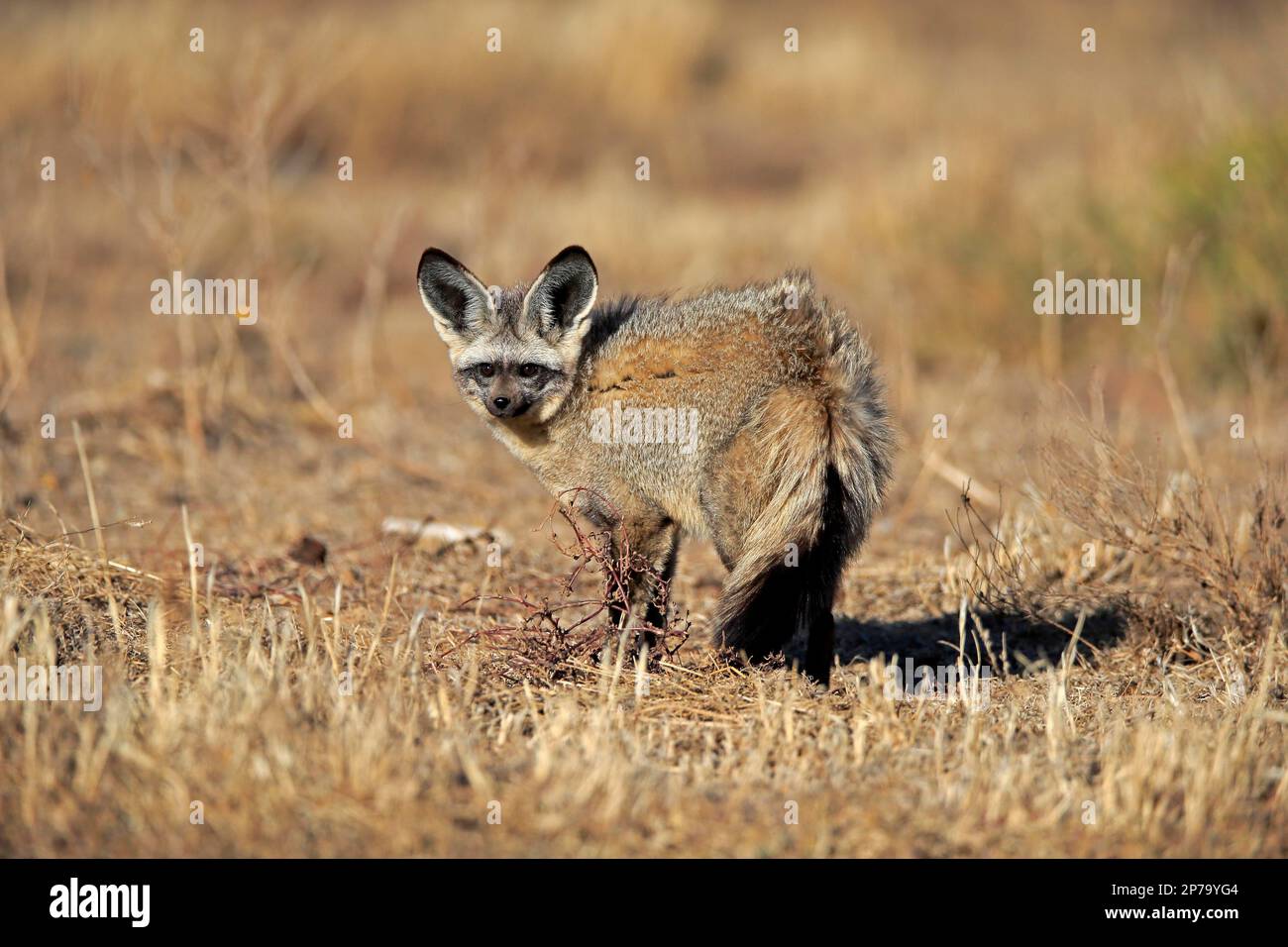 Bat-eared fox (Otocyon megalotis), adult, alert, Mountain Zebra ...