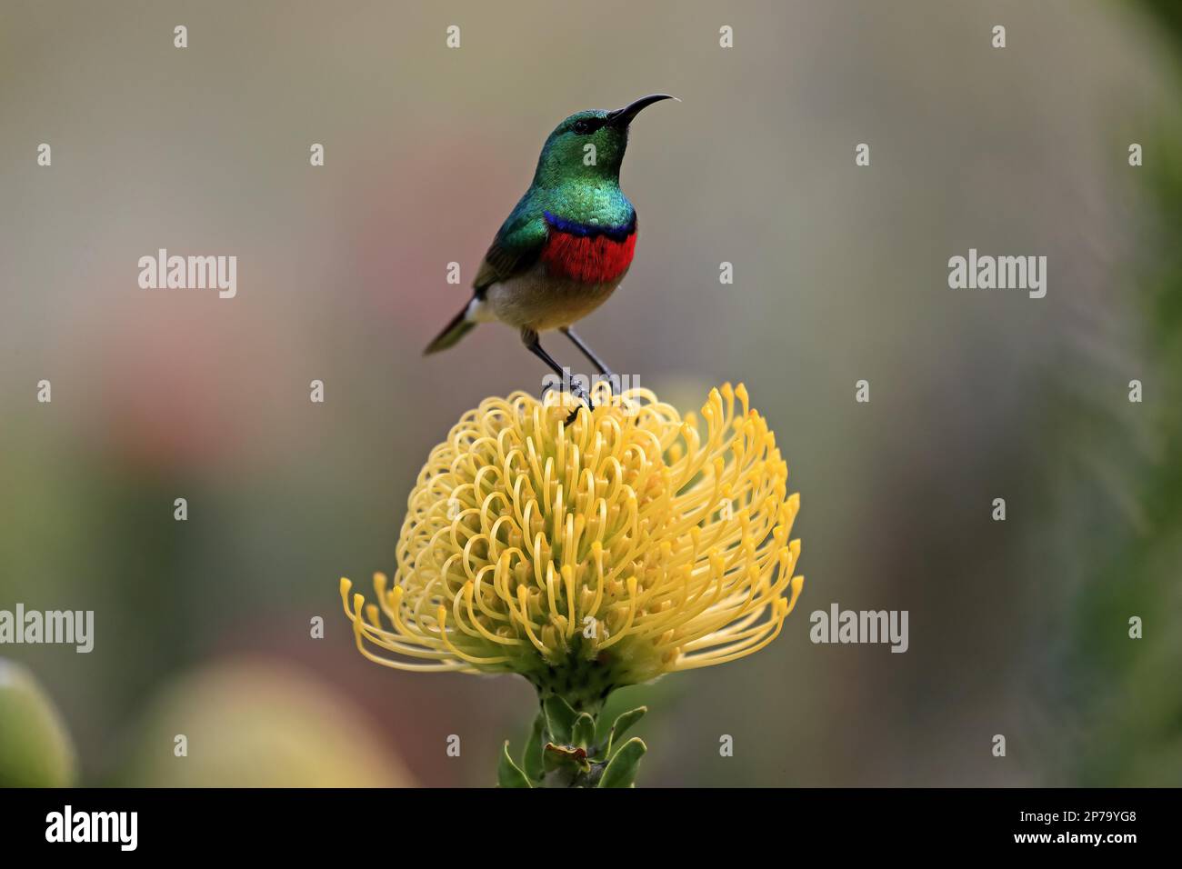 Cape Sunbird, adult, male, on flower, Protea, Kirstenbosch Botanical ...