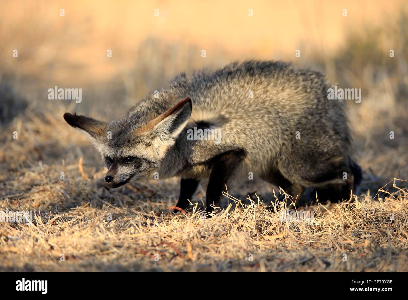 Bat-eared fox (Otocyon megalotis), adult, alert, foraging, Mountain ...