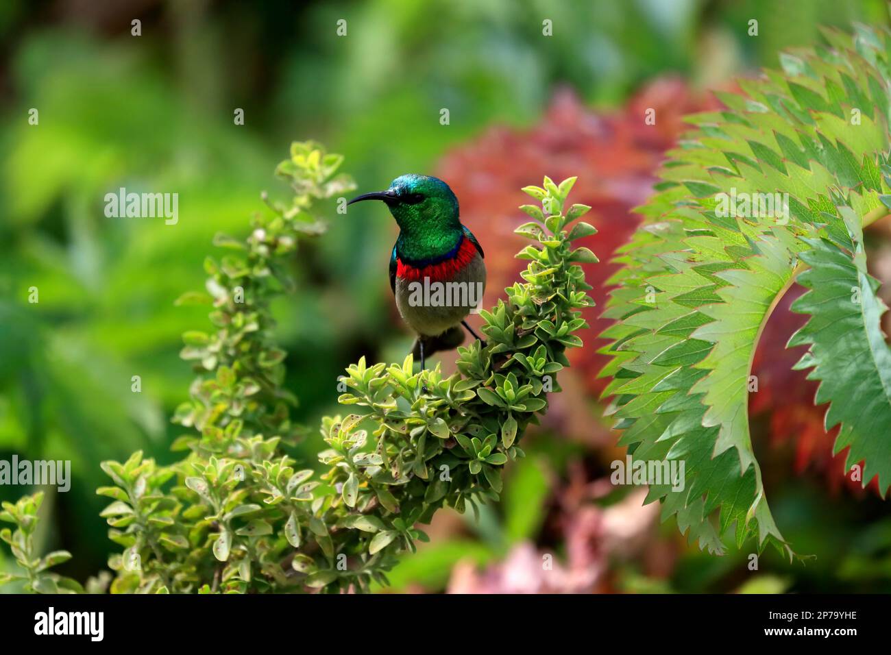 Cape Sunbird, adult, male, on standby, Kirstenbosch Botanical Gardens ...