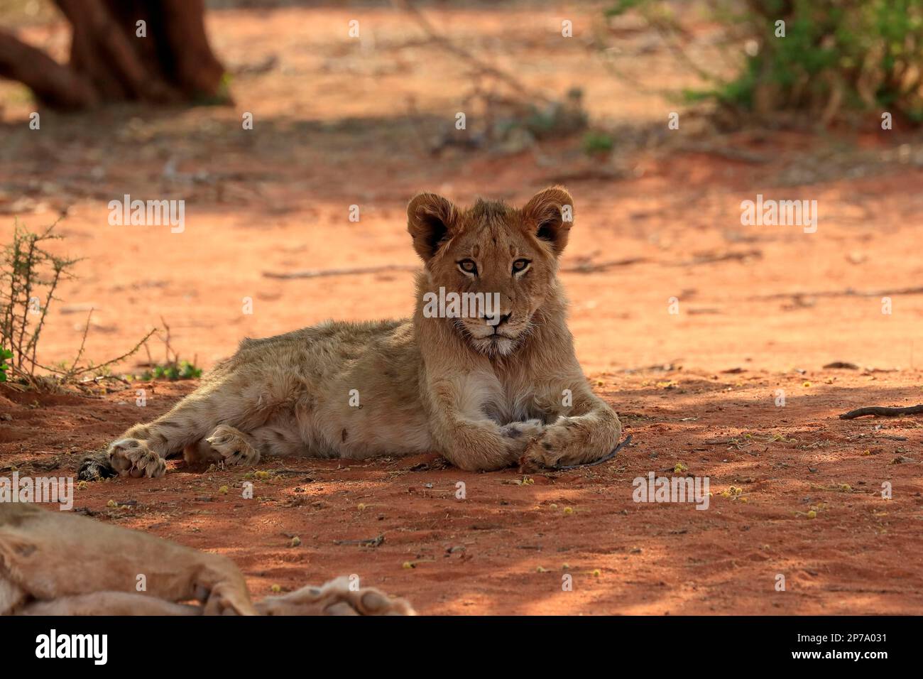 Lion (Panthera leo), young, resting, alert, Tswalu Game Reserve ...
