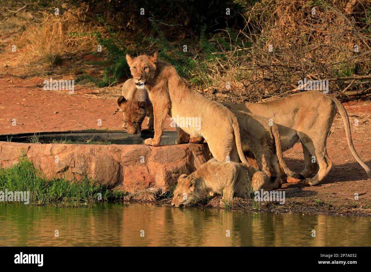 Lion (Panthera leo), adult, female, group, at the water, drinking ...