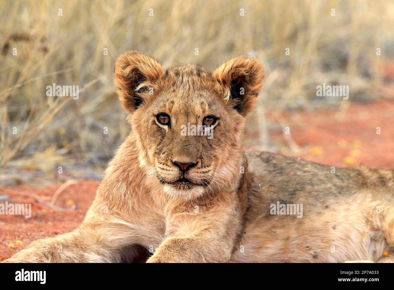 Lion grass head steppe hi-res stock photography and images - Alamy