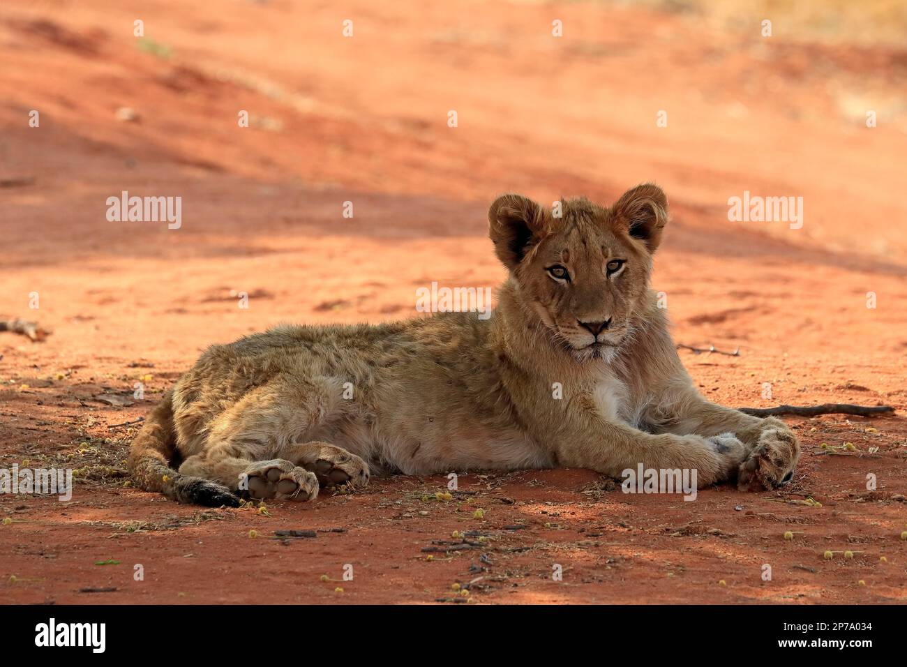 Lion (Panthera leo), young, resting, alert, Tswalu Game Reserve ...