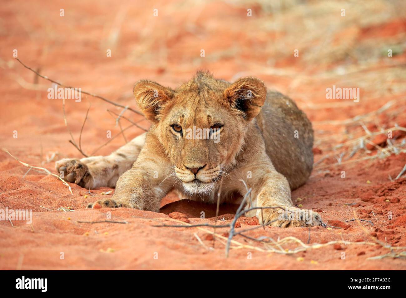 Lion (Panthera leo), young, alert, resting, Tswalu Game Reserve ...