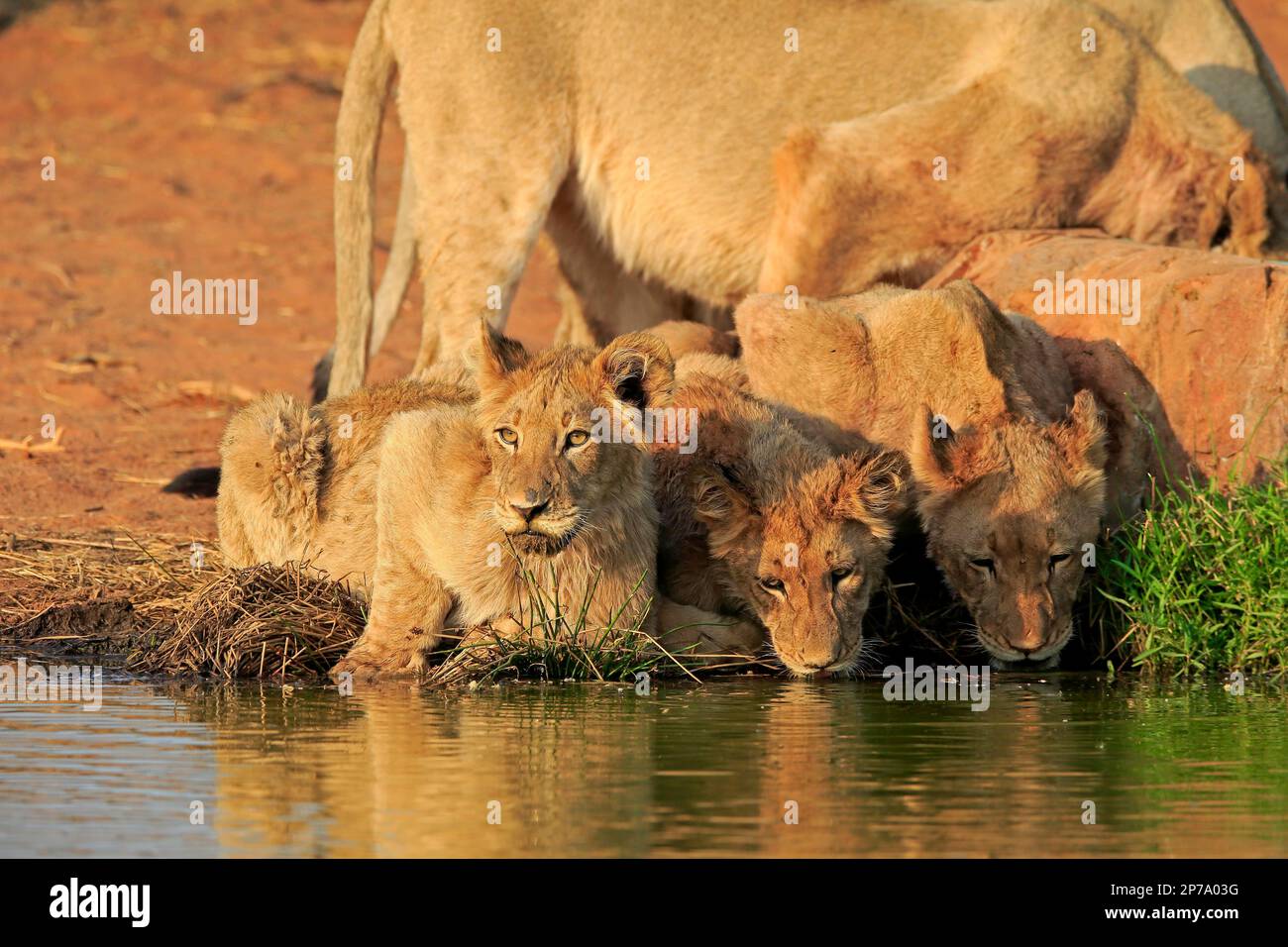 Lion (Panthera leo), three cubs, siblings, at the water, drinking ...