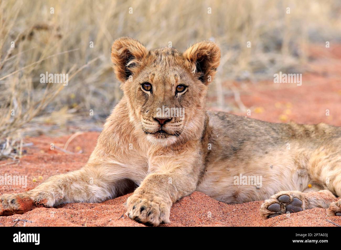 Lion (Panthera leo), young, alert, resting, Tswalu Game Reserve ...