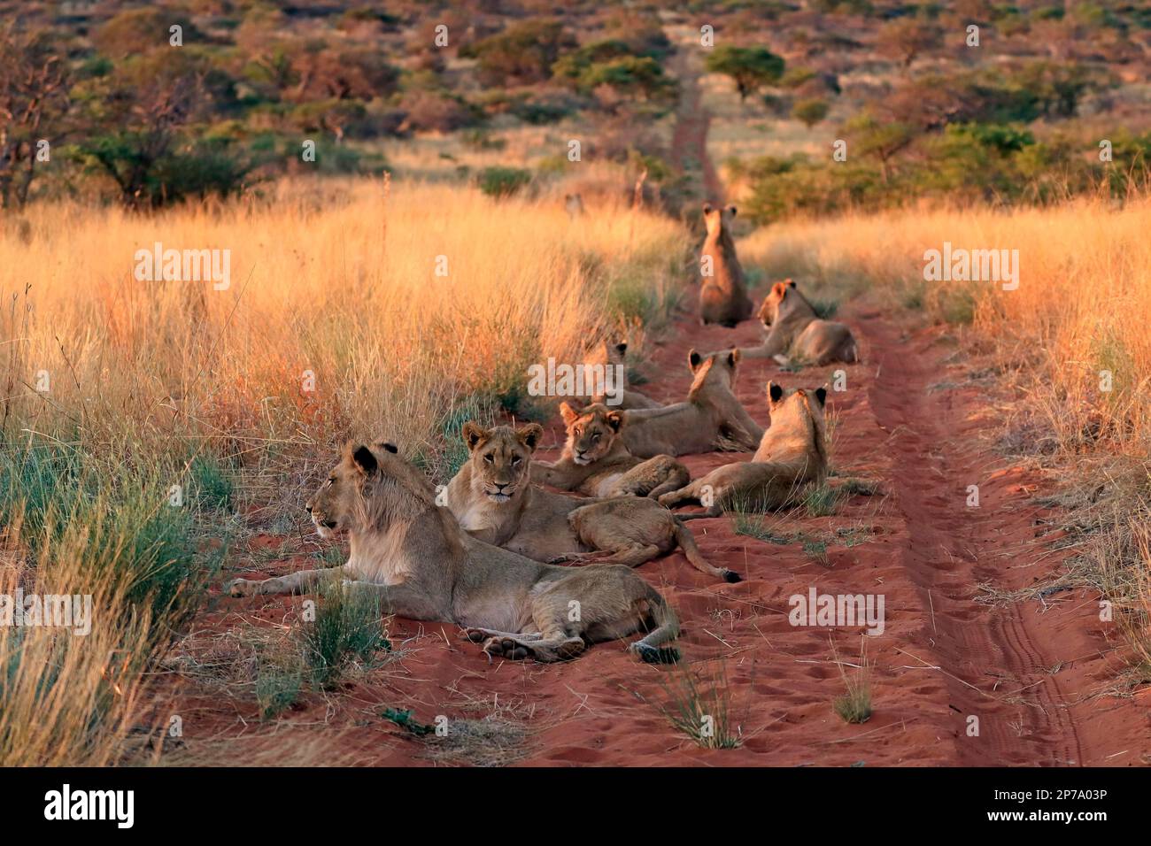 Lion (Panthera leo), adult, female, group, alert, resting, Tswalu Game ...