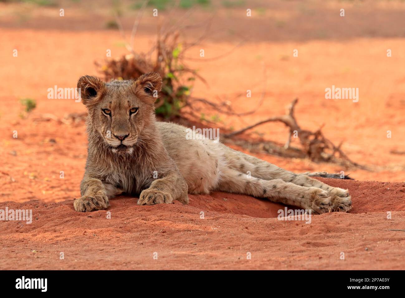Lion (Panthera leo), young, resting, alert, Tswalu Game Reserve ...