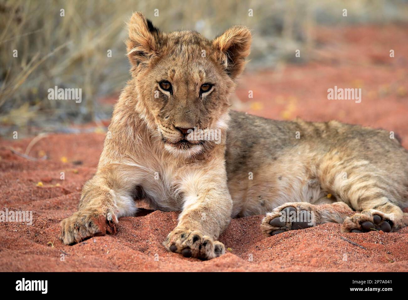 Lion (Panthera leo), young, alert, resting, Tswalu Game Reserve ...
