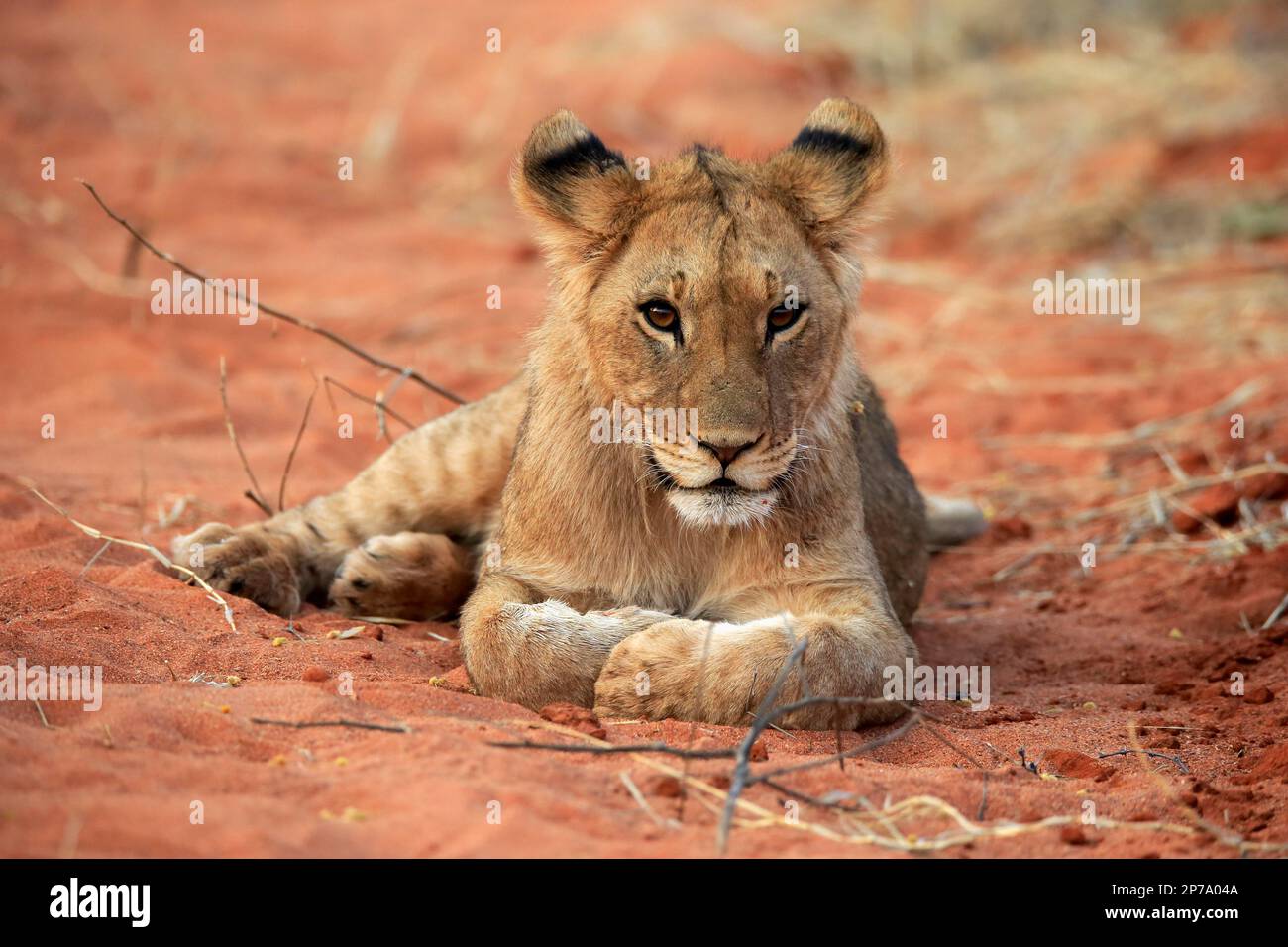 Lion (Panthera leo), young, alert, resting, Tswalu Game Reserve ...