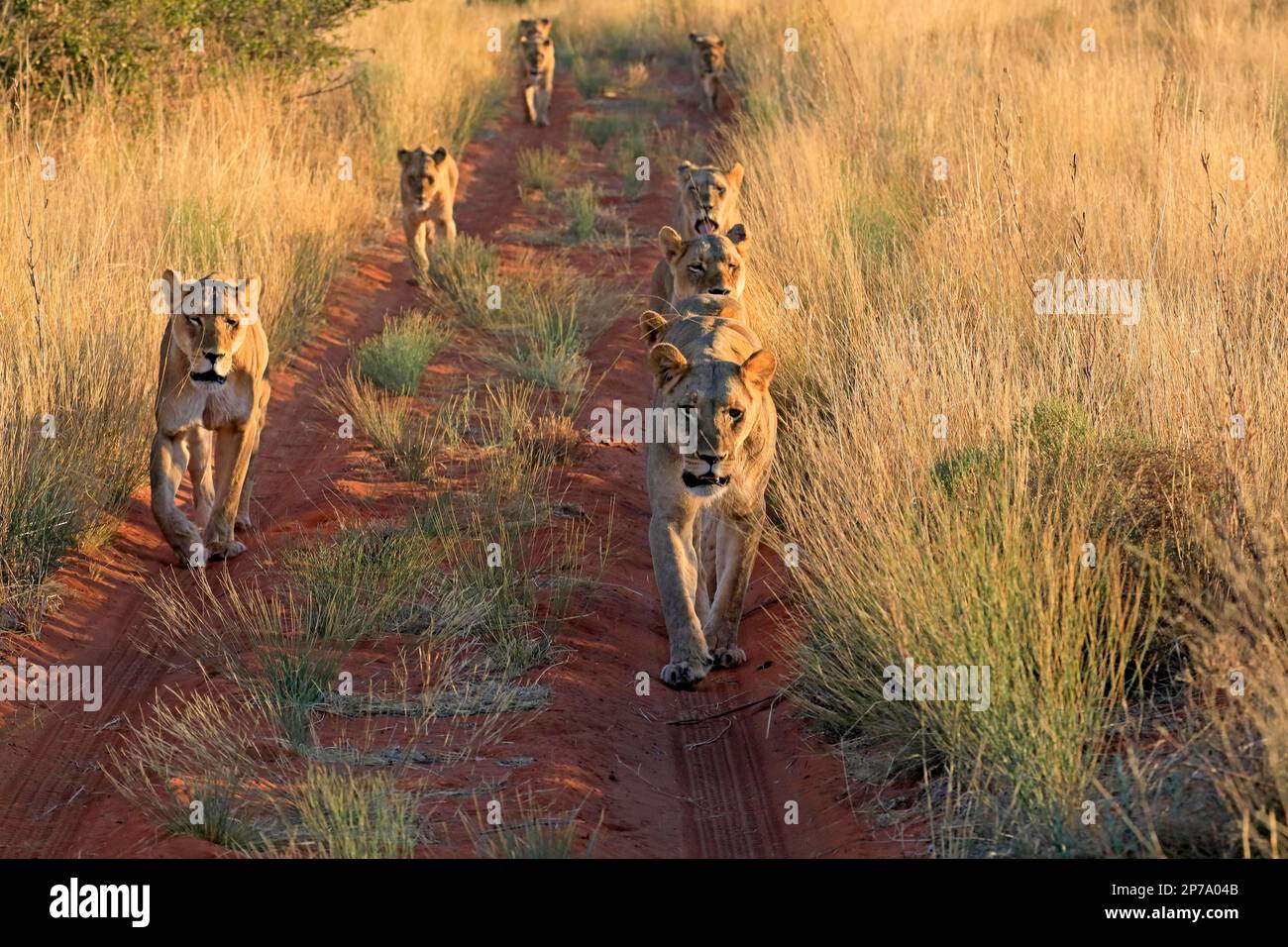 Lion (Panthera leo), adult, female, group, alert, running, Tswalu Game ...