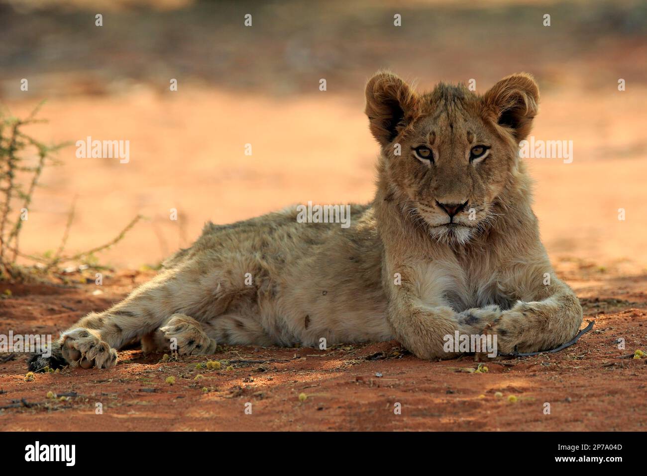 Lion (Panthera leo), young, alert, resting, Tswalu Game Reserve ...