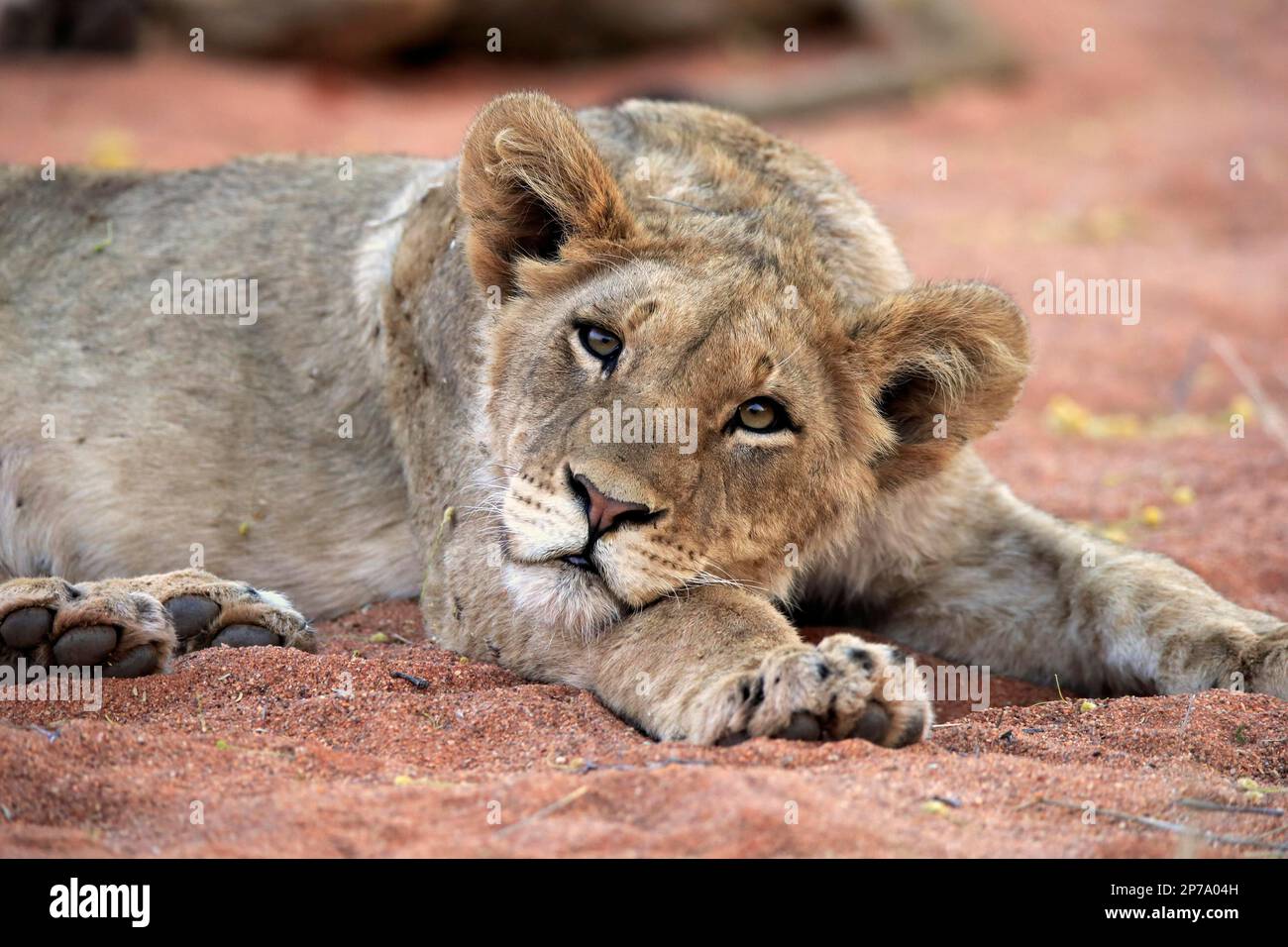Lion (Panthera leo), young, alert, resting, portrait, Tswalu Game ...