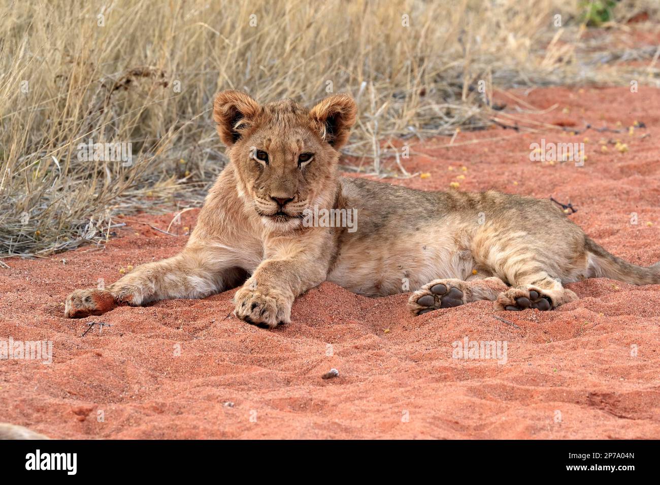 Lion (Panthera leo), young, resting, alert, Tswalu Game Reserve ...