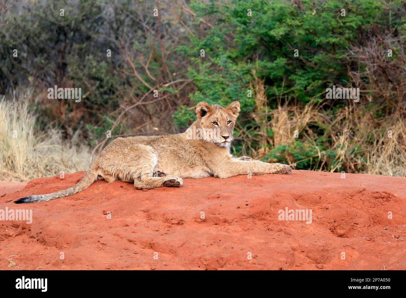 Lion (Panthera leo), young, alert, resting, Tswalu Game Reserve ...