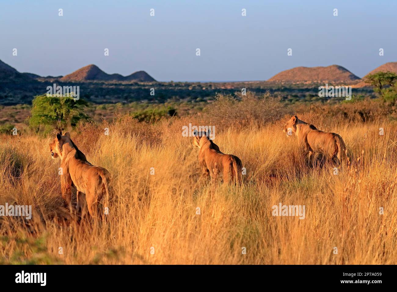 Lion (Panthera leo), adult, female, group, alert, Tswalu Game Reserve ...