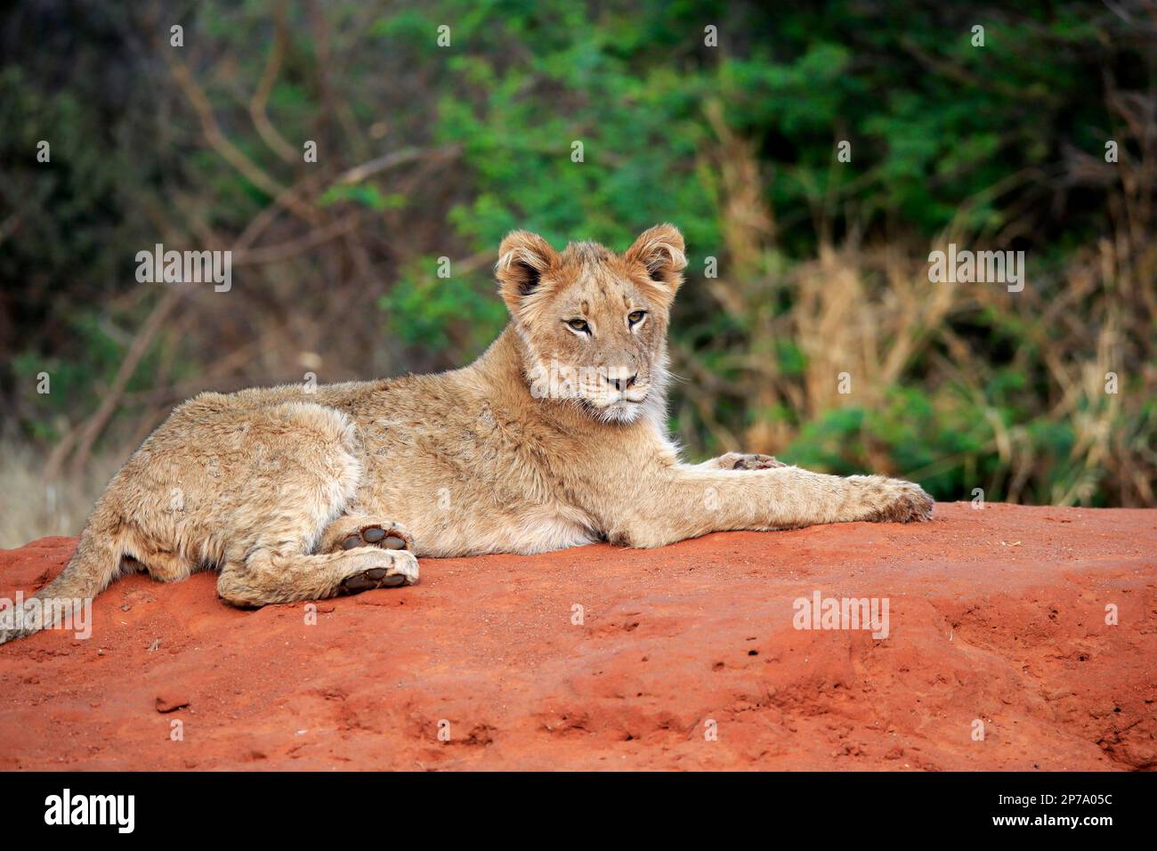 Lion (Panthera leo), young, alert, resting, Tswalu Game Reserve ...