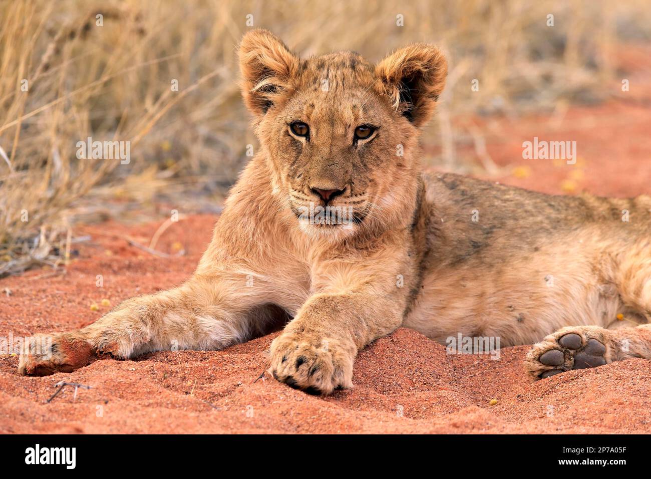 Lion (Panthera leo), young, alert, resting, Tswalu Game Reserve ...