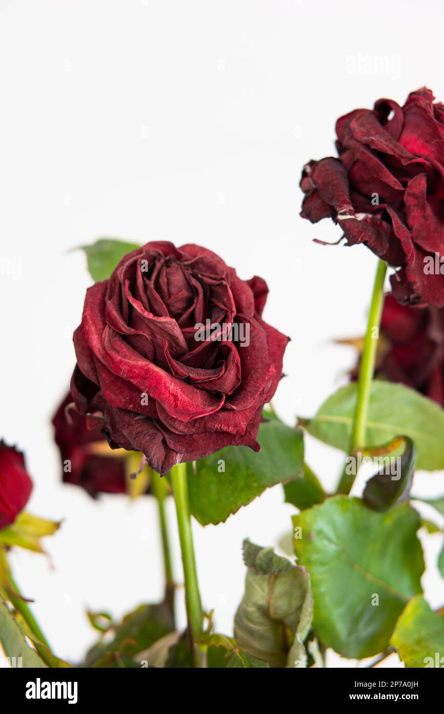 Bouquet of faded dying red roses in a vase isolated on white background ...
