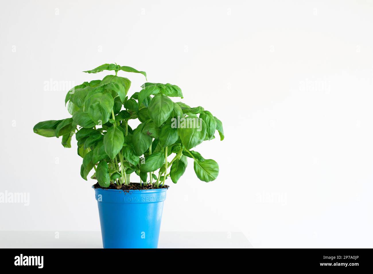 Fresh green bush of potted basil plant in a blue plastic pot isolated ...