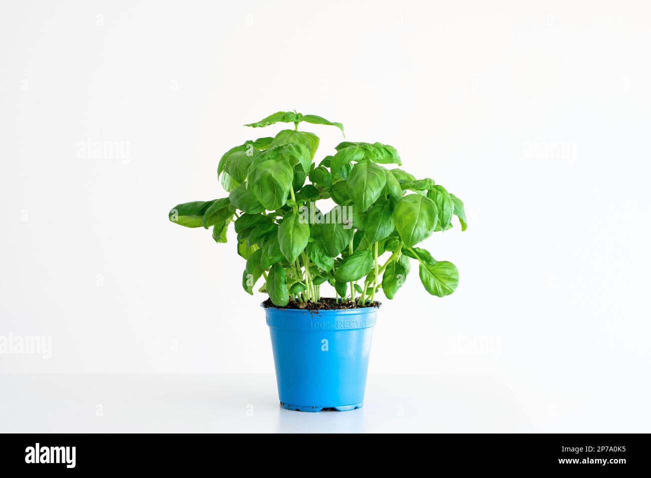 Fresh green bush of potted basil plant in a blue plastic pot isolated ...