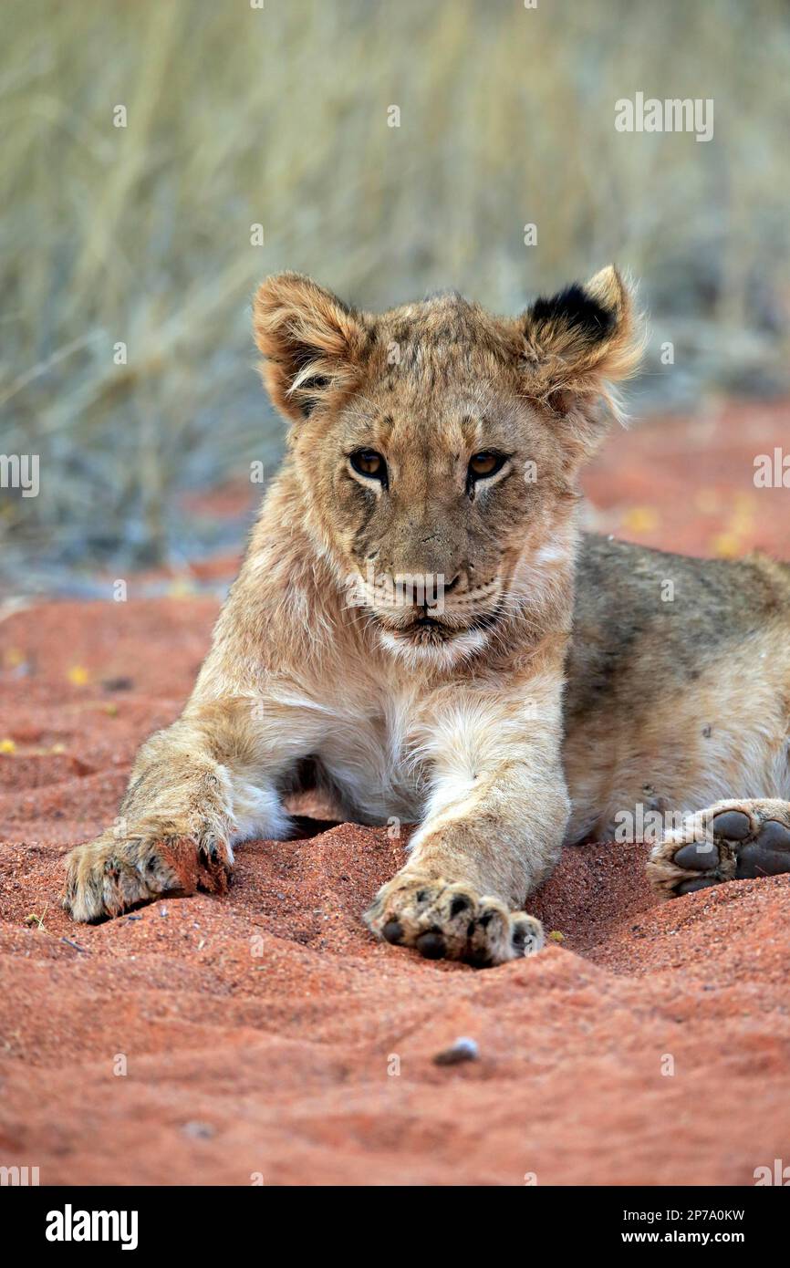 Lion (Panthera leo), young, alert, resting, portrait, Tswalu Game ...