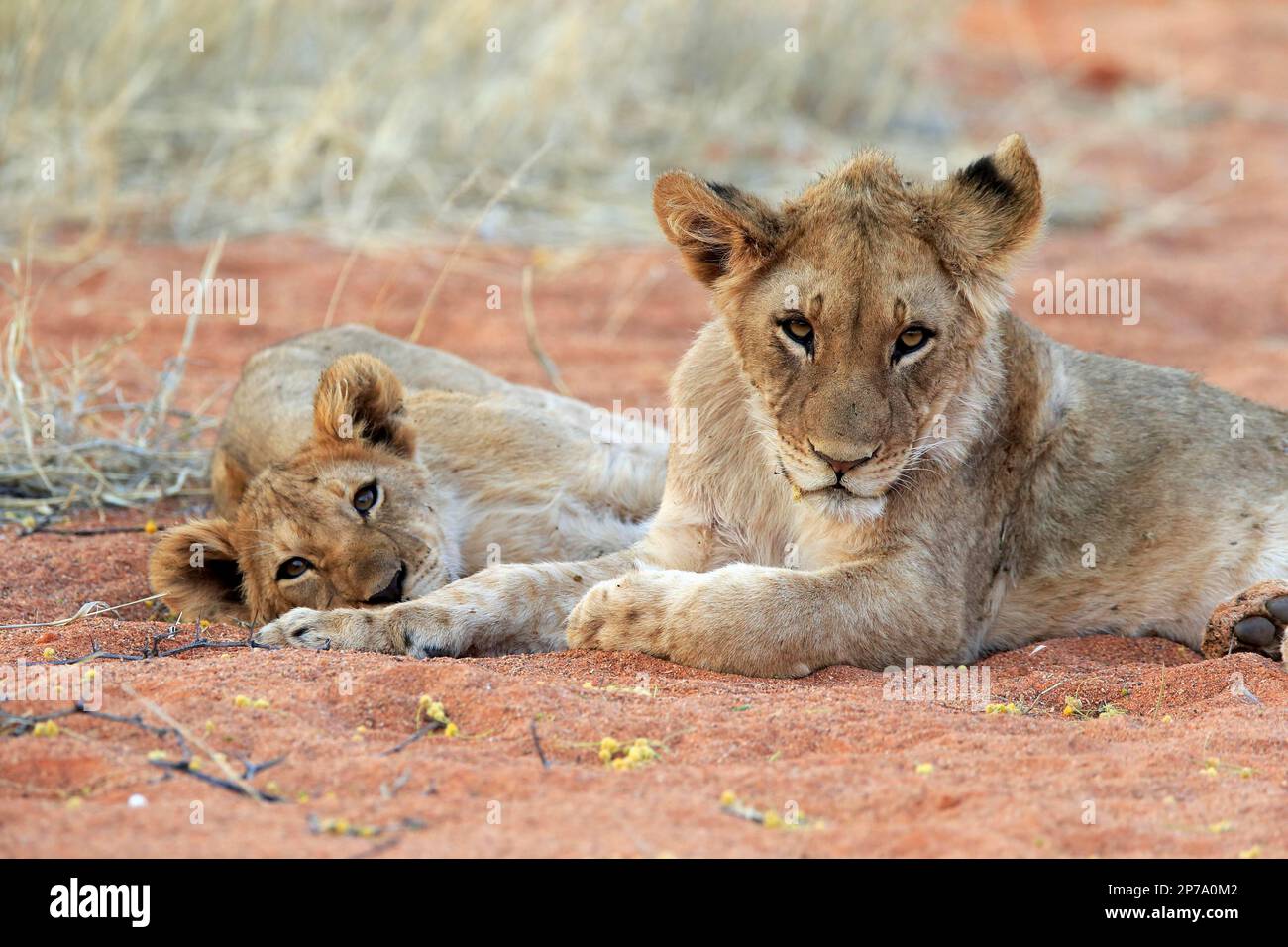 Lion (Panthera leo), two cubs, alert, resting, siblings, Tswalu Game ...