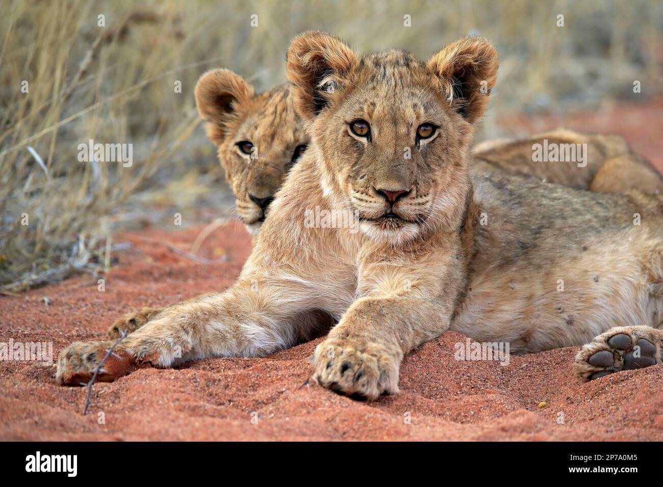 Lion (Panthera leo), two cubs, alert, resting, siblings, Tswalu Game ...