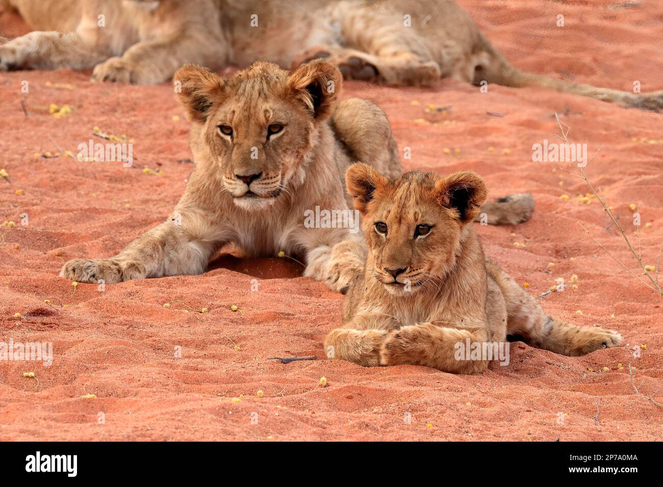 Lion (Panthera leo), two cubs, alert, resting, siblings, Tswalu Game ...