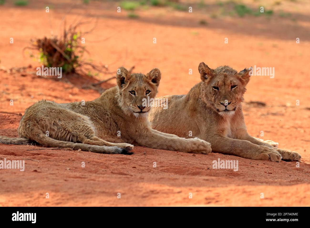 Lion (Panthera leo), two cubs, alert, resting, siblings, Tswalu Game ...
