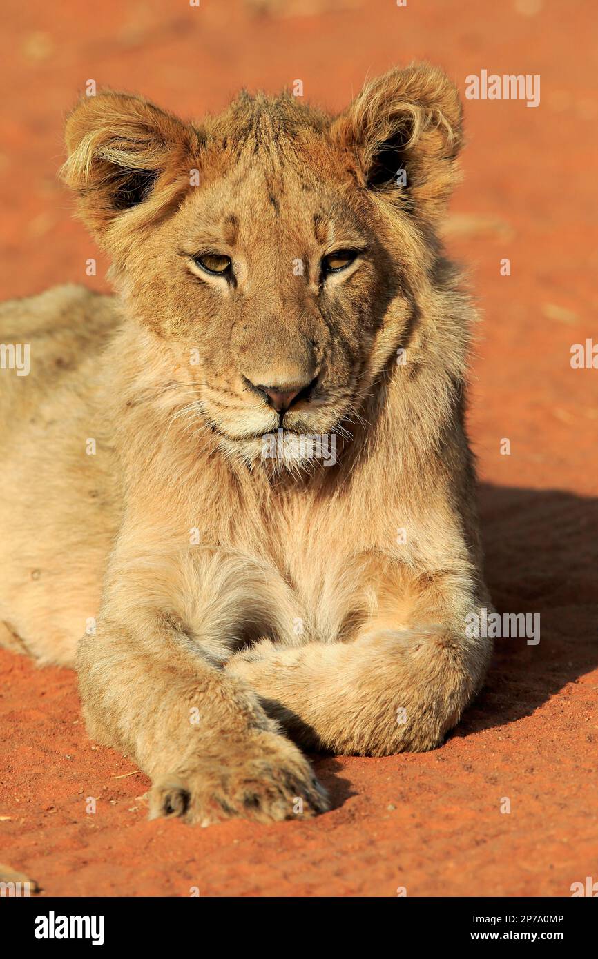 Lion grass head steppe hi-res stock photography and images - Alamy