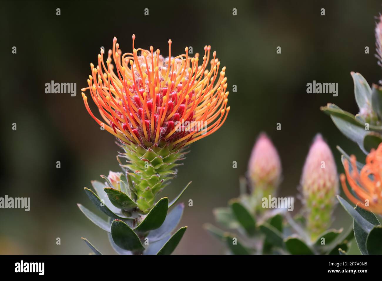 Pincushion Protea (Leucospermum species), Protea, flower, flowering ...