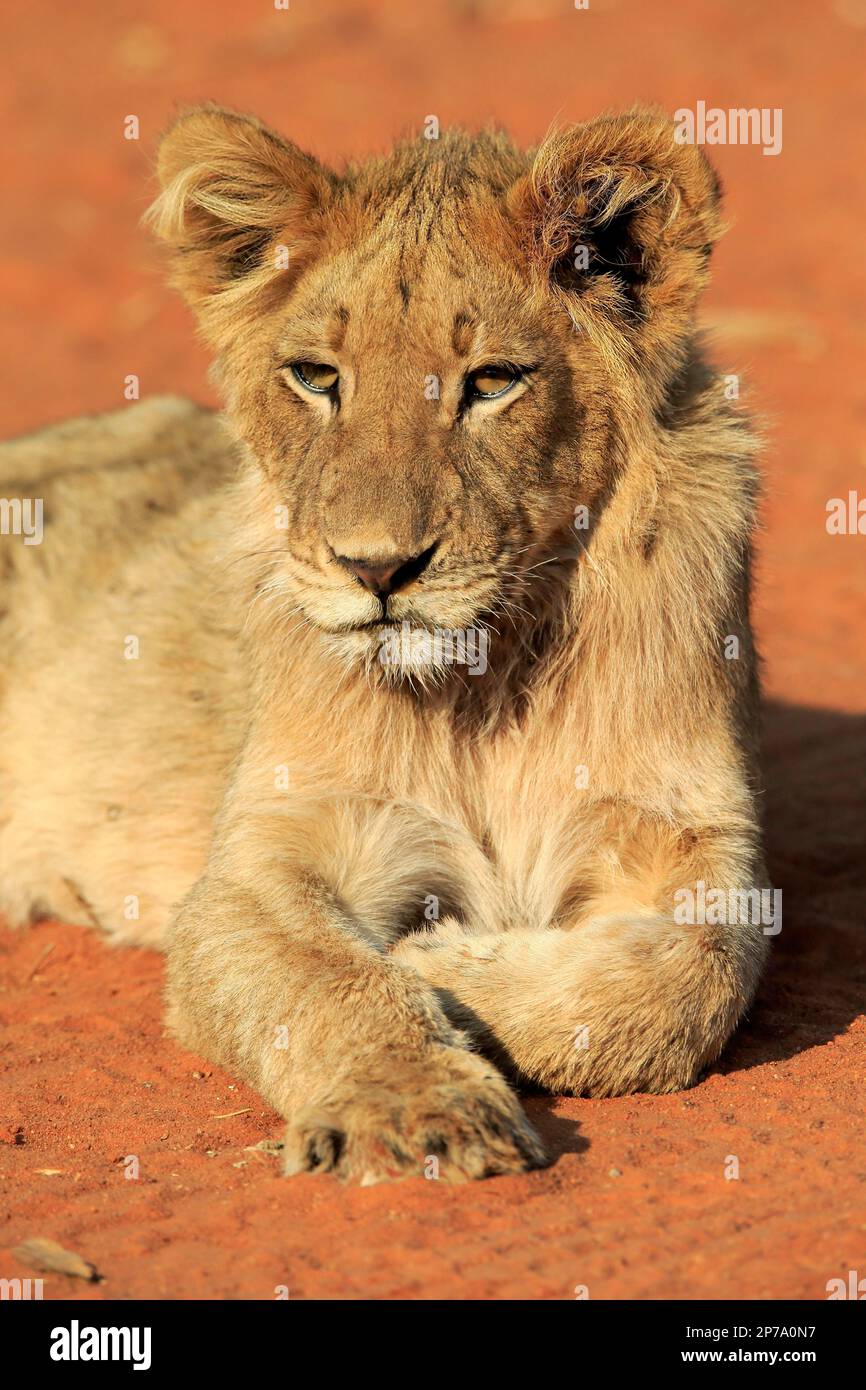 Lion (Panthera leo), young, alert, resting, portrait, Tswalu Game ...