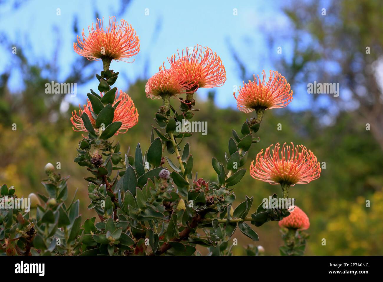 Pincushion Protea (Leucospermum species), Protea, flower, flowering ...