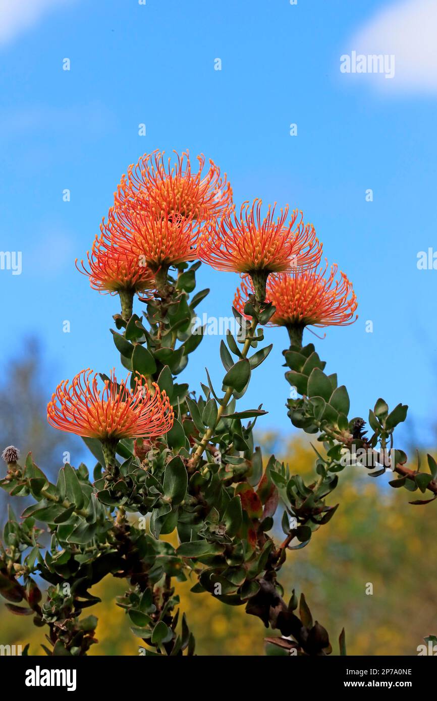 Pincushion Protea (Leucospermum species), Protea, flower, flowering ...