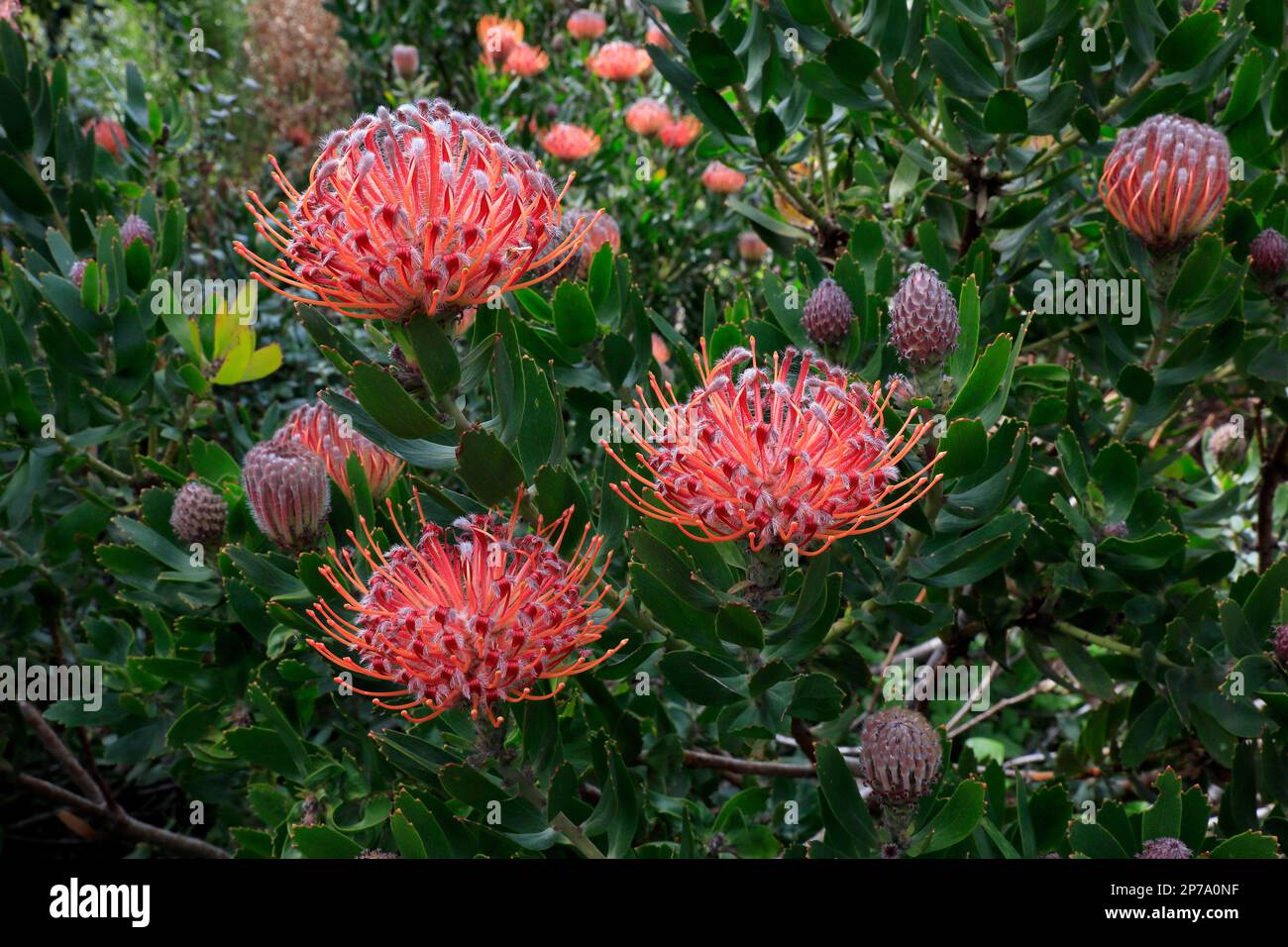Pincushion Protea (Leucospermum species), Protea, flower, flowering ...