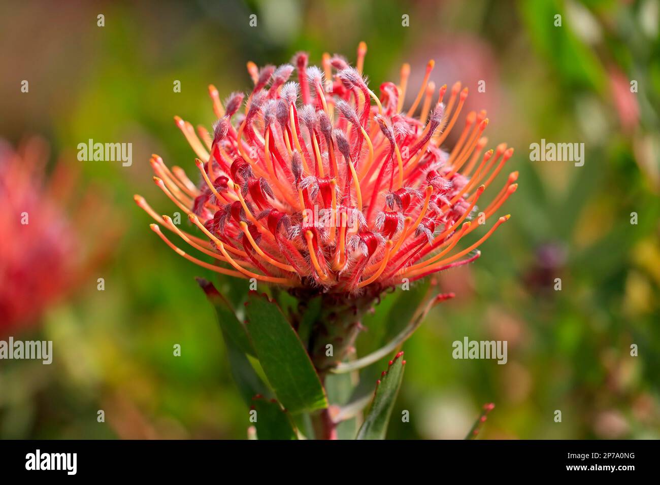 Pincushion Protea (Leucospermum species), Protea, flower, flowering ...