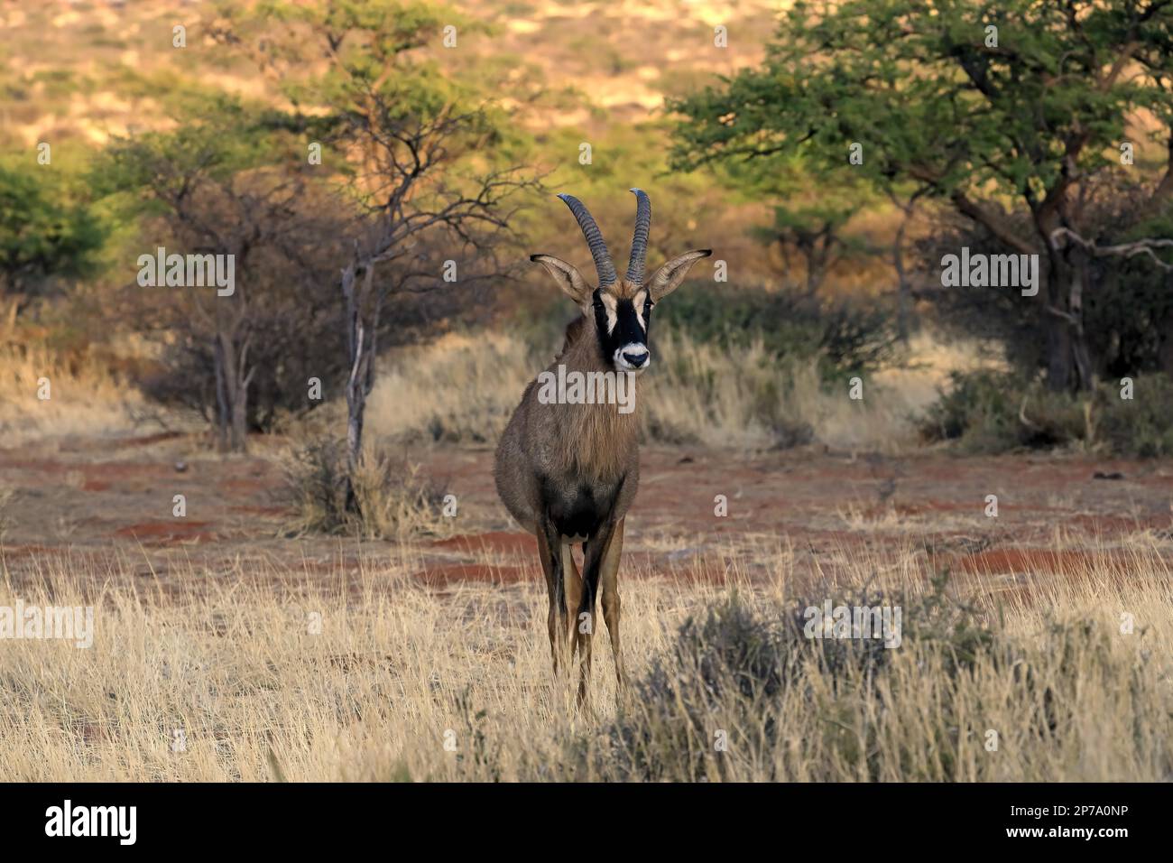 Roan antelope (Hippotragus equinus), adult, alert, Tswalu Game Reserve ...
